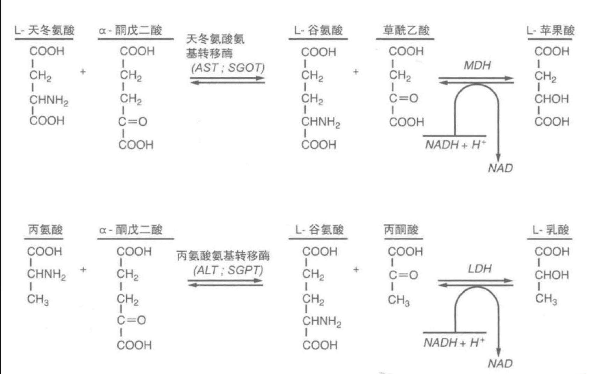 一文读懂肝功能检测：ALT、AST、ALP、GGT究竟怎么看？-春雨医生